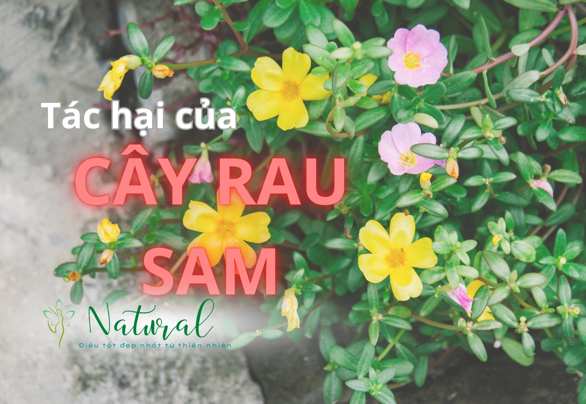 Tác hại của rau sam – Những ai không nên ăn rau sam? - Từ Thiên Nhiên
